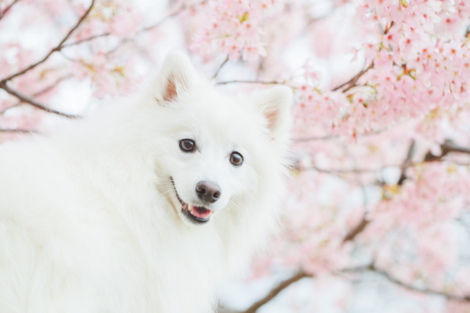 動物撮影 | Kobe Creators Note｜神戸クリエイターズノート